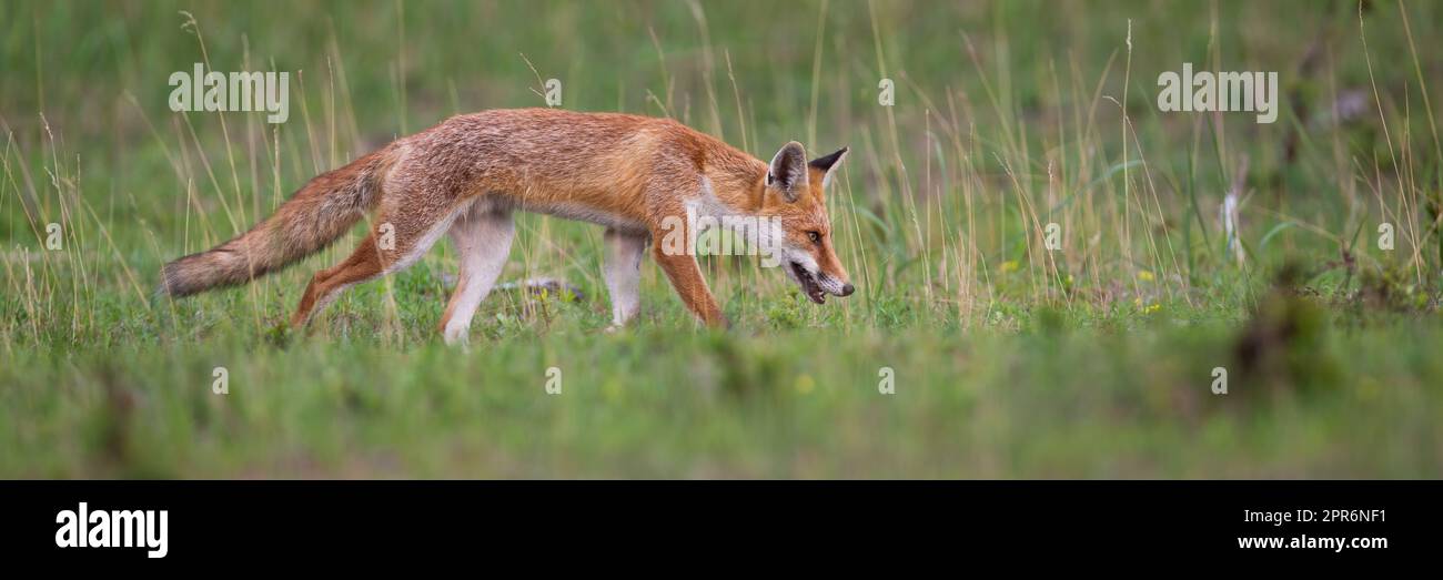 Red fox sniffing on grassland in summer with copy space Stock Photo - Alamy