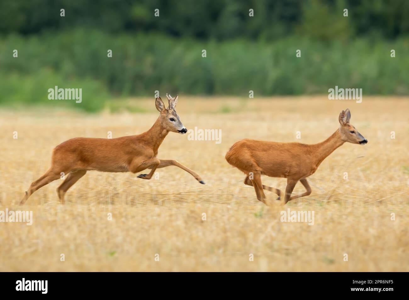 Roe deer buck chasing doe on a stubble field in summer rutting season ...