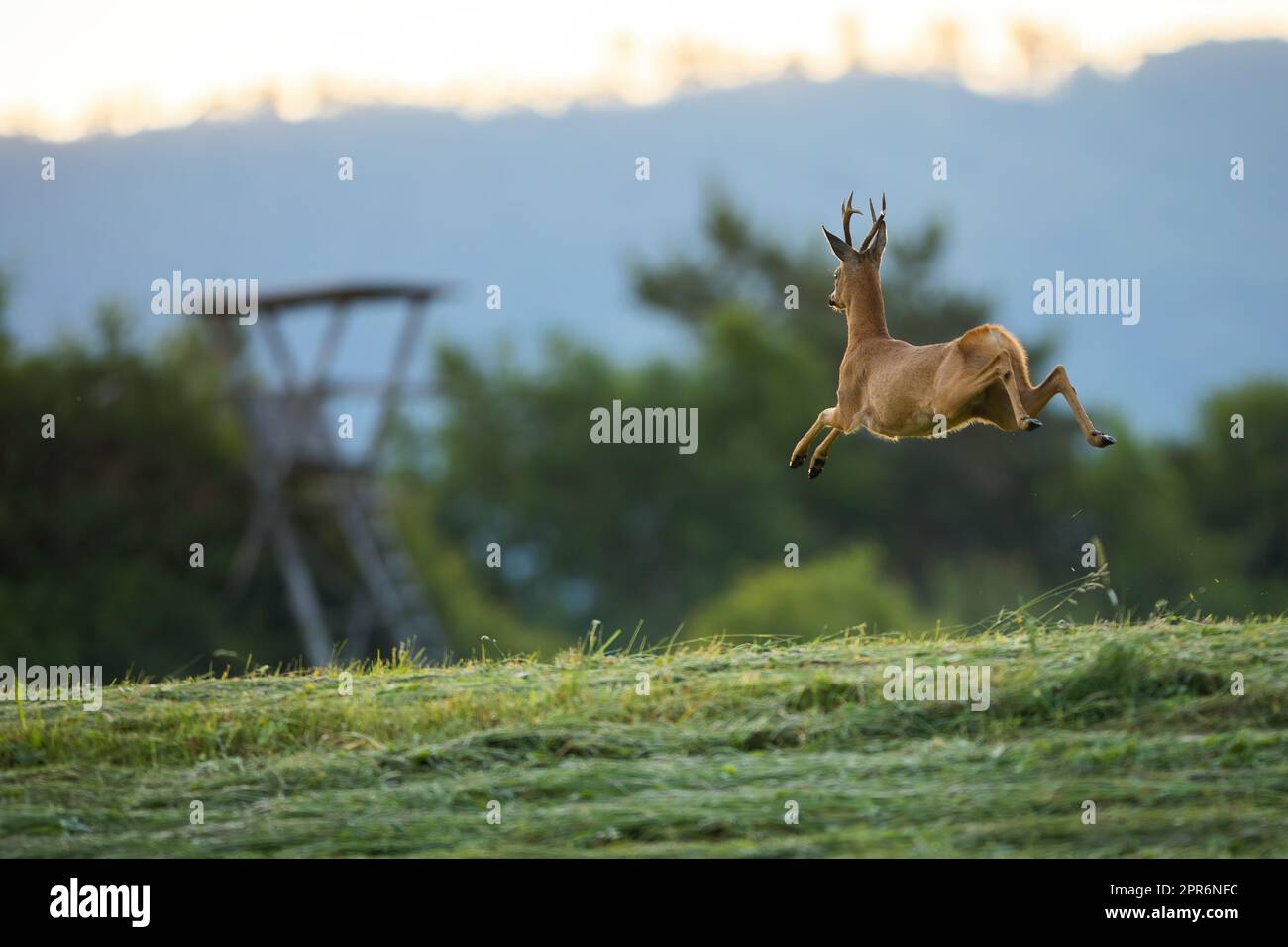 Concept roe deer buck hunting in nature from a high stand Stock Photo ...