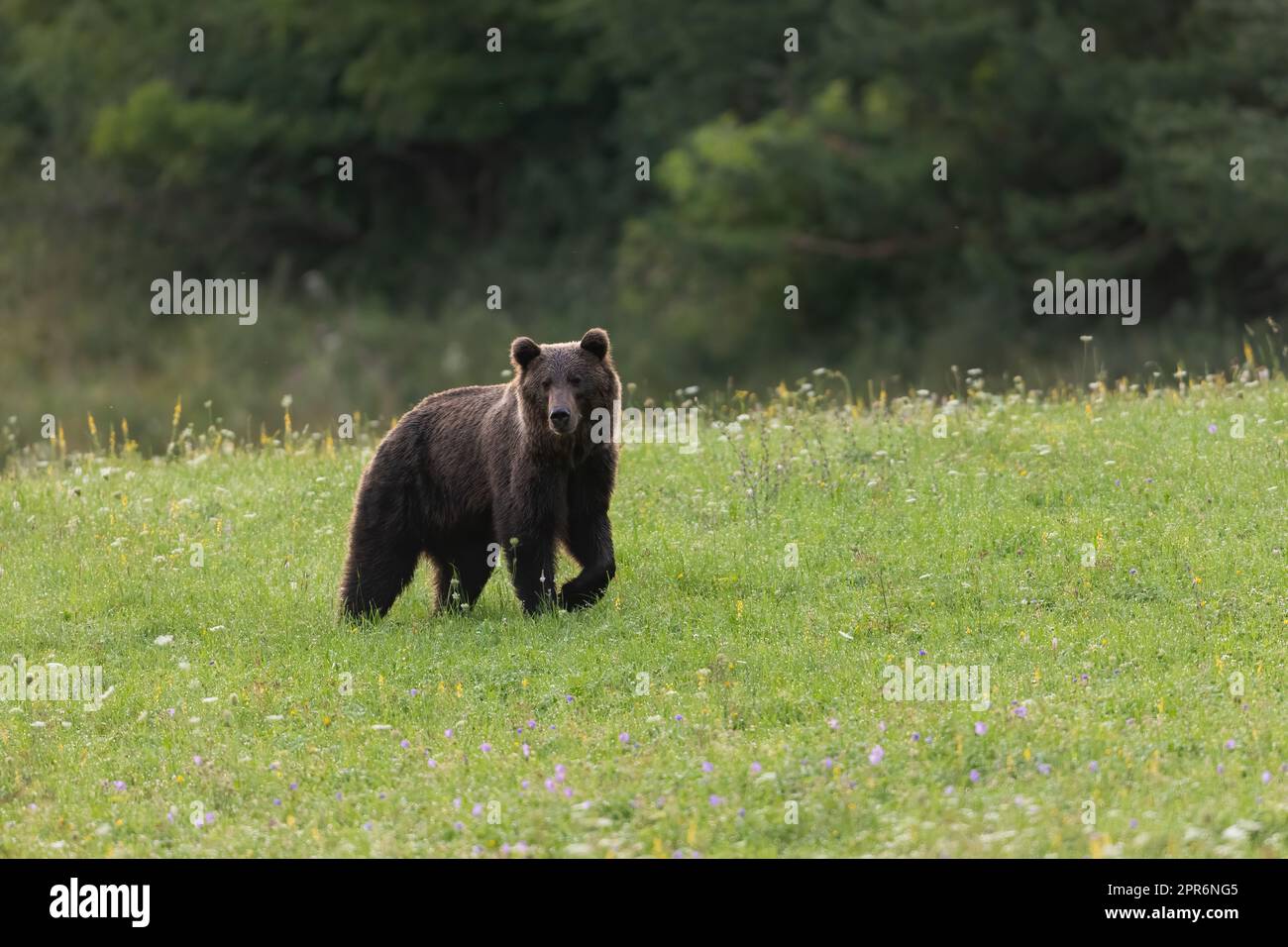 Massive brown bear looking into the camera on open clearing in summer ...