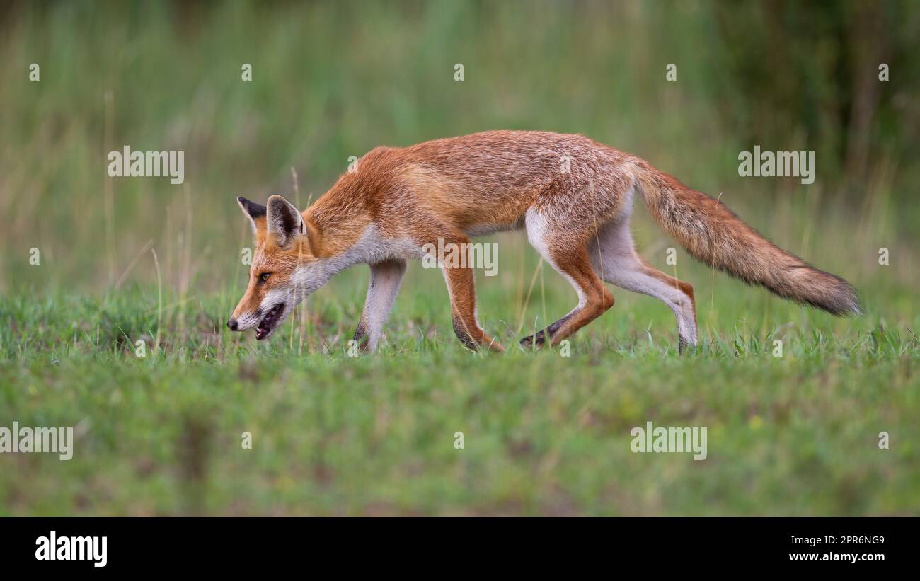 Red fox smelling on green meadow in summertime nature Stock Photo - Alamy