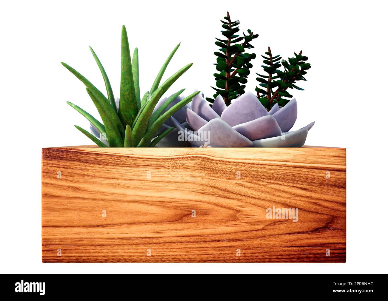 3D rendering of succulent plants in a wooden planter isolated on white ...