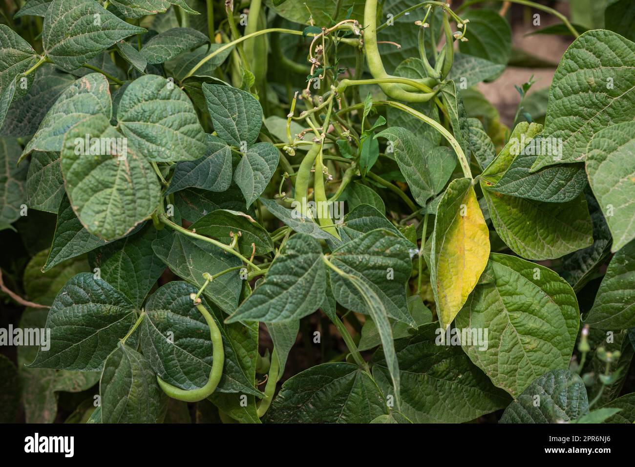 Beans plant hi-res stock photography and images - Alamy