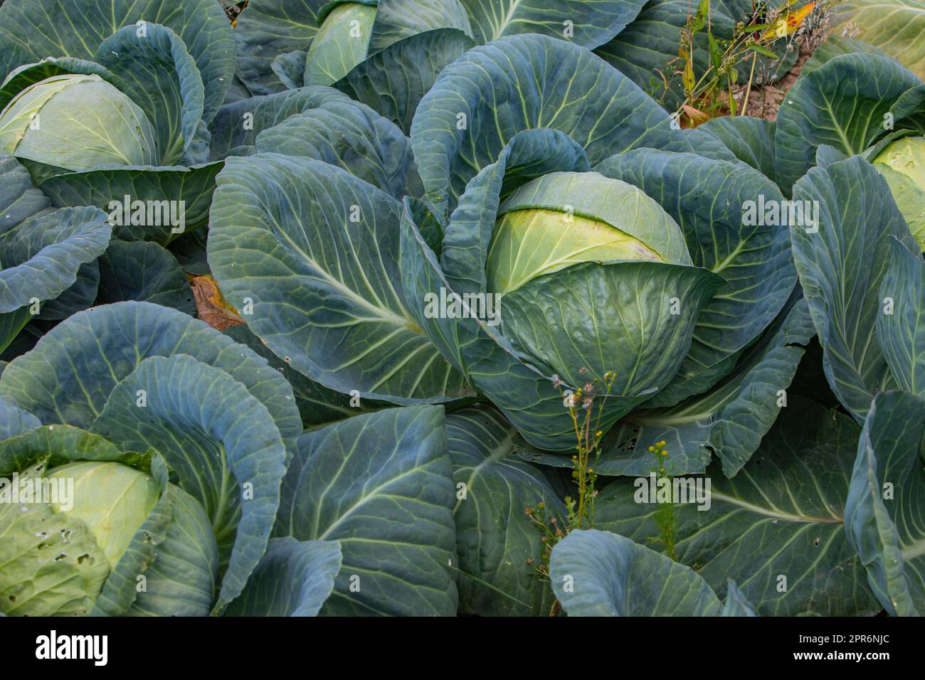tall round cabbage grows Stock Photo - Alamy