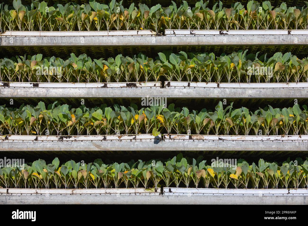 bedding plants of cabbage Stock Photo - Alamy