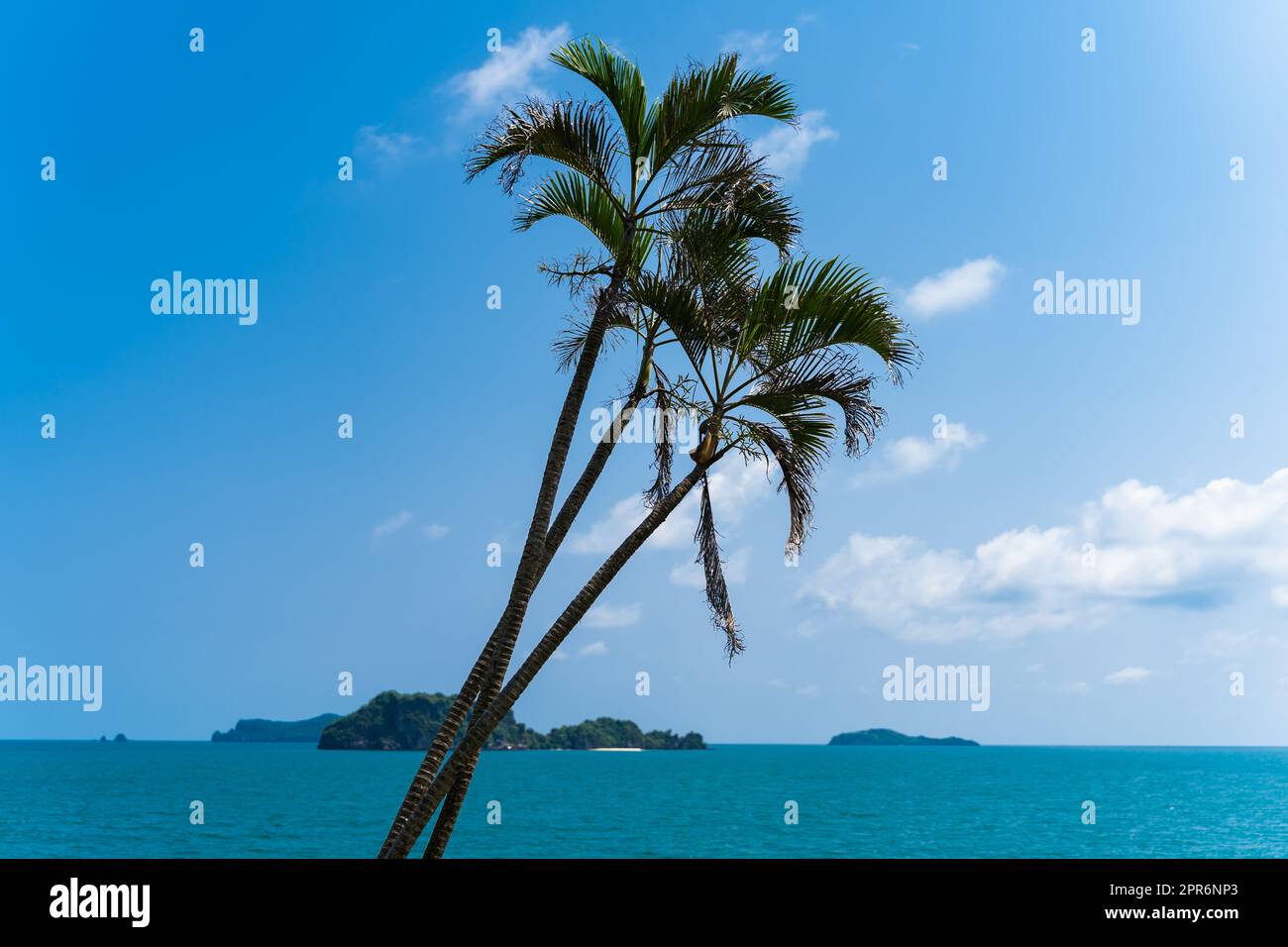 Three palm trees Stock Photo - Alamy