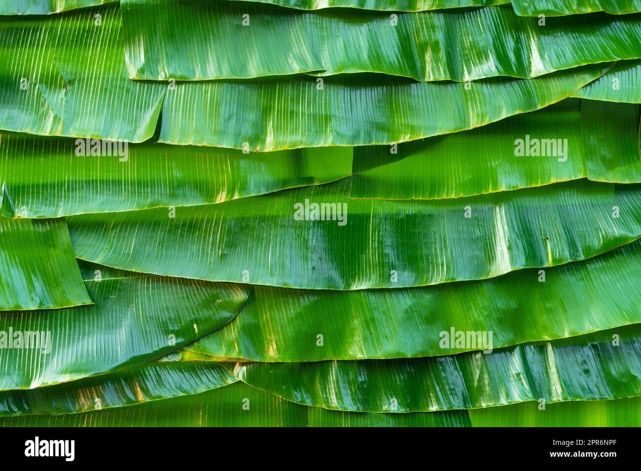 Banana leaves green hi-res stock photography and images - Alamy