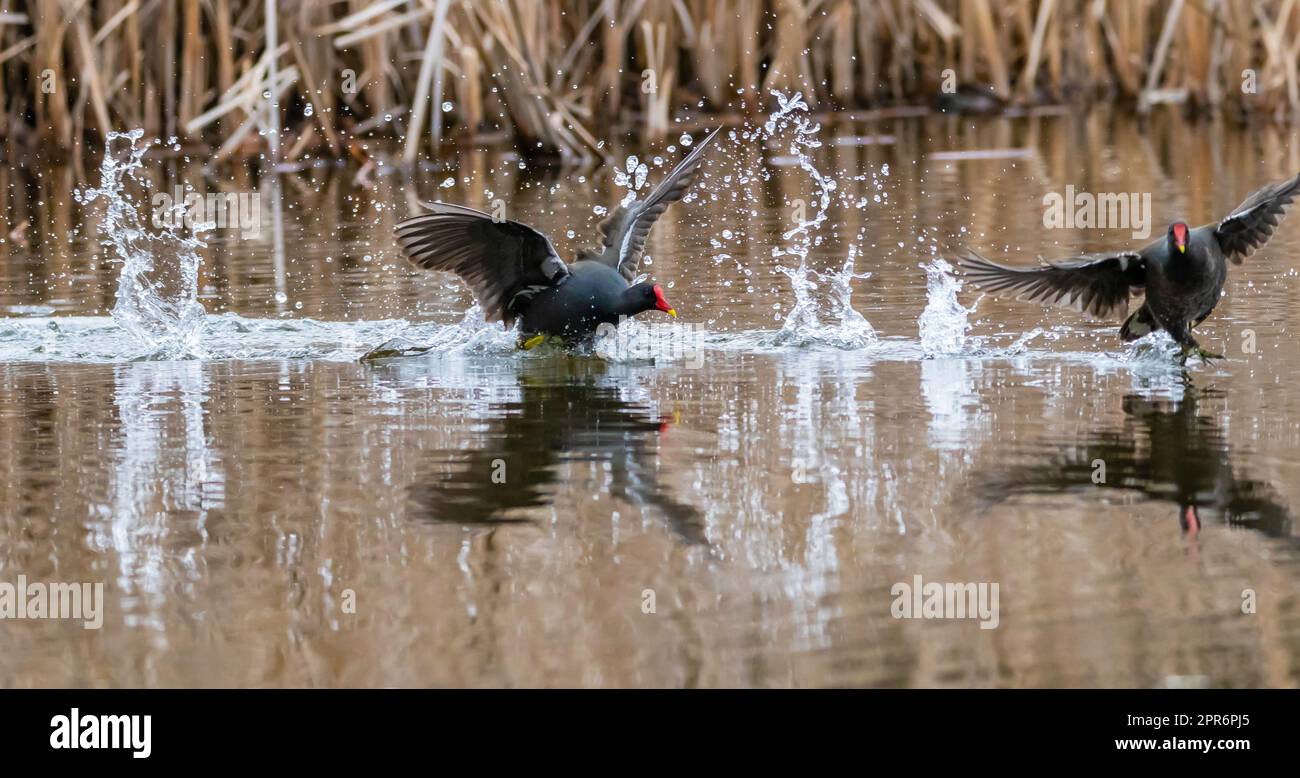 Swamp Chicken Running on the Water Stock Photo - Alamy