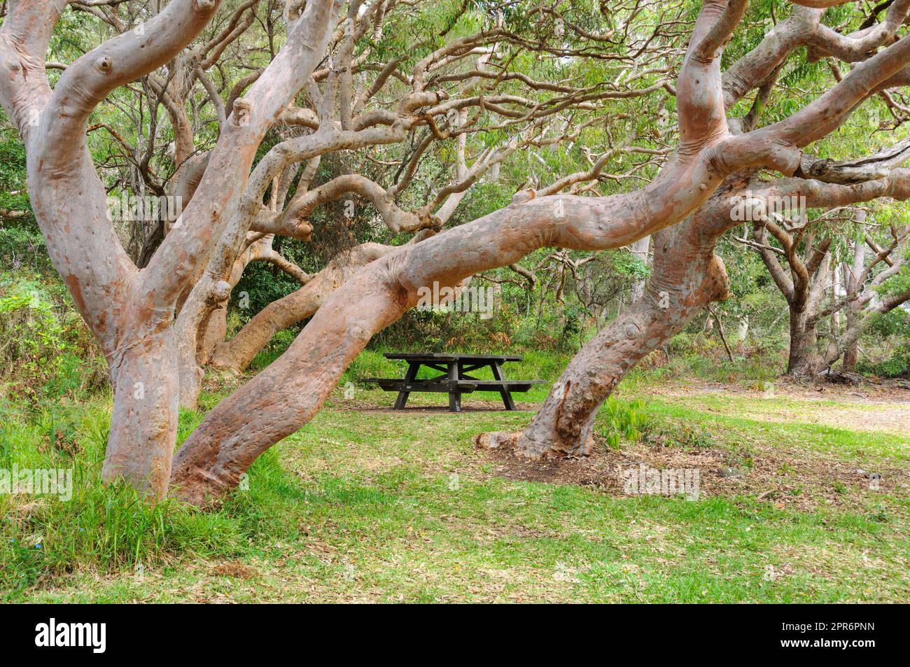 Snow gum hi-res stock photography and images - Alamy