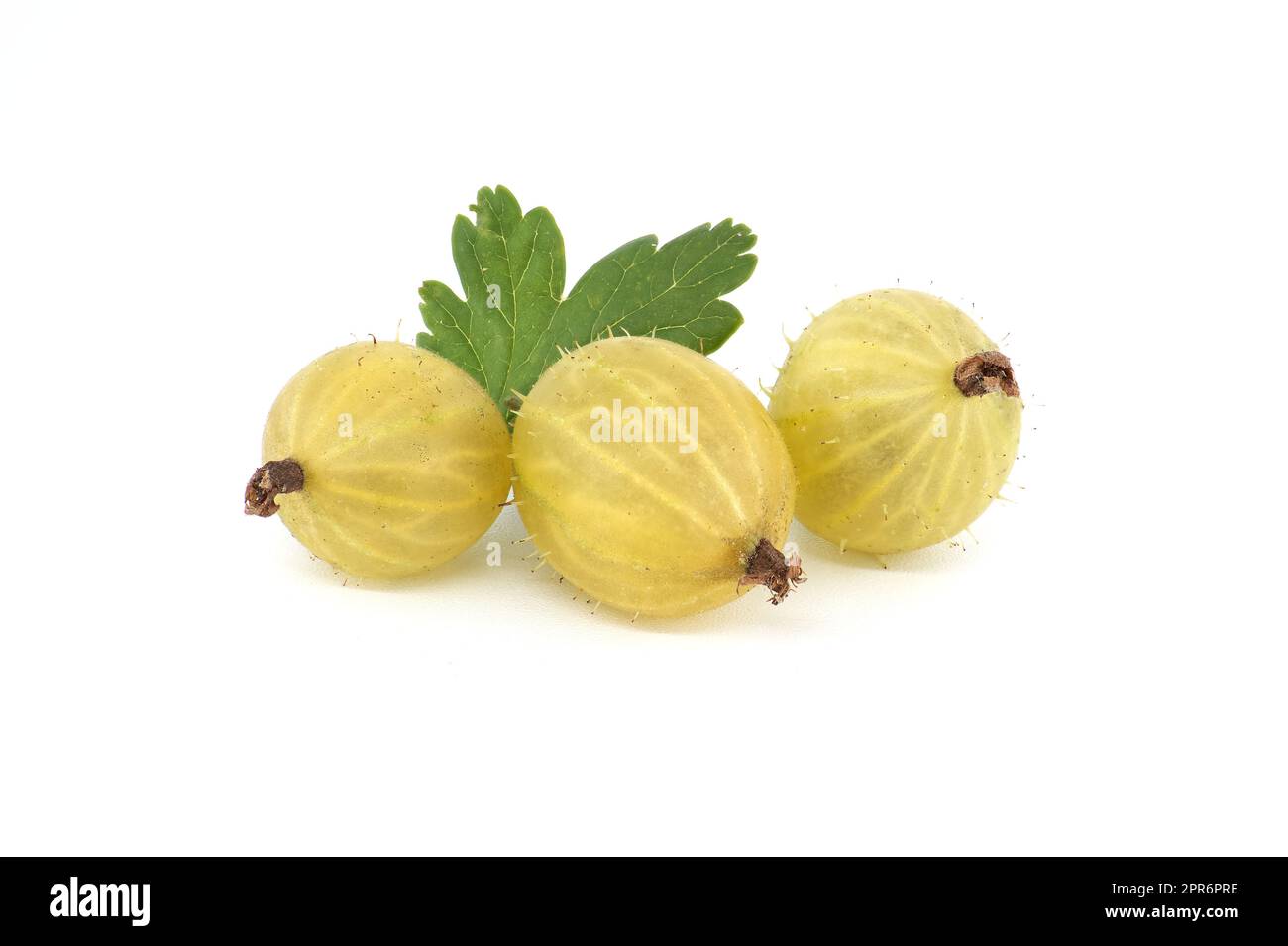 Gooseberry isolated on white background Stock Photo - Alamy