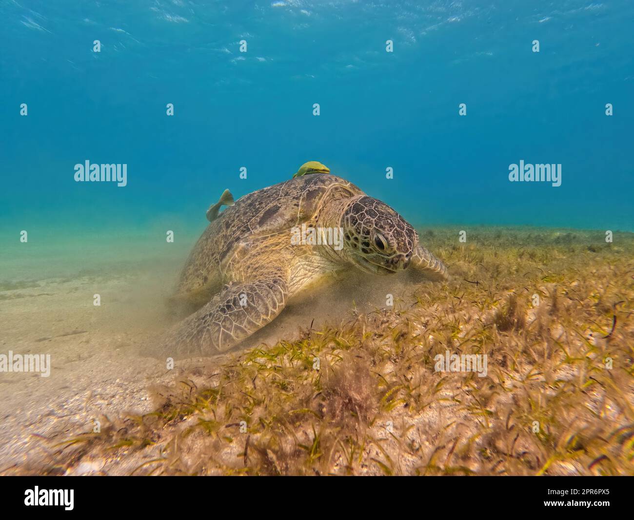 Adult sea turtle hi-res stock photography and images - Alamy