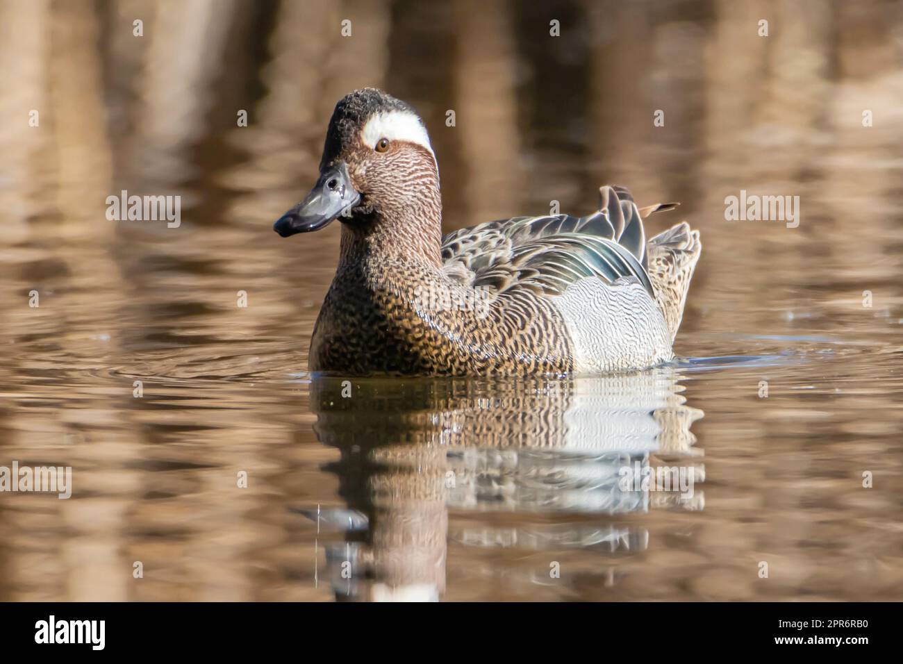 Garganeys hi-res stock photography and images - Alamy