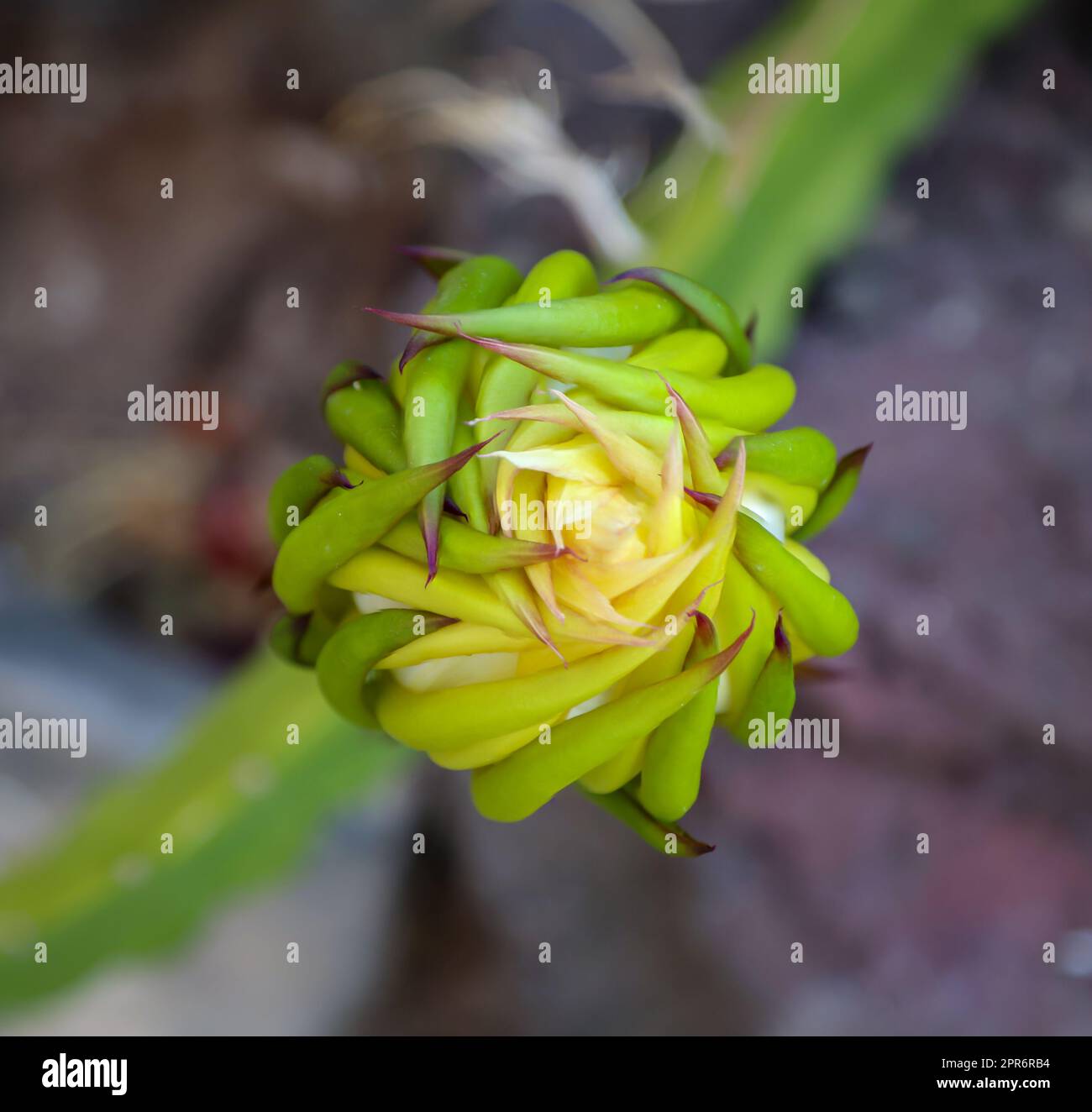 The flower, bud of the dragon fruit, cactus of the dragon fruit Stock ...
