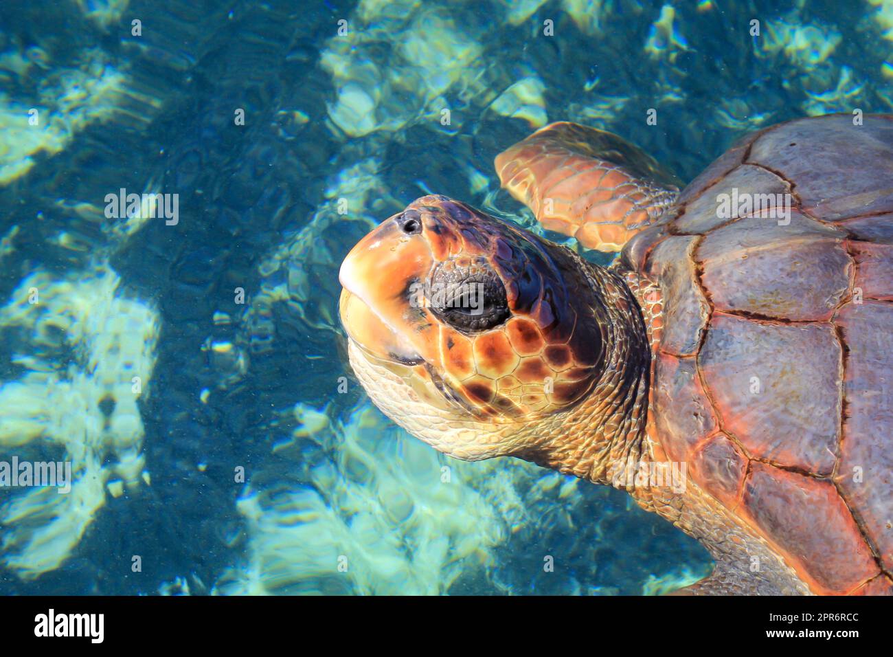 A picture of a protected sea turtle in the water. These turtles need ...
