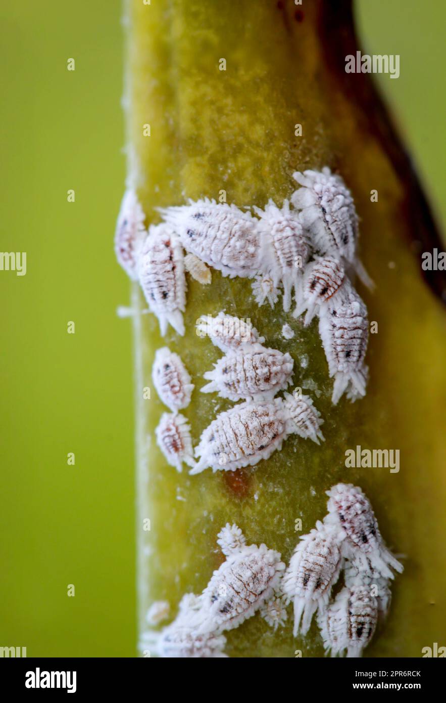 Pest mealybug, macro - close up, mealybug and ant on a plant Stock ...