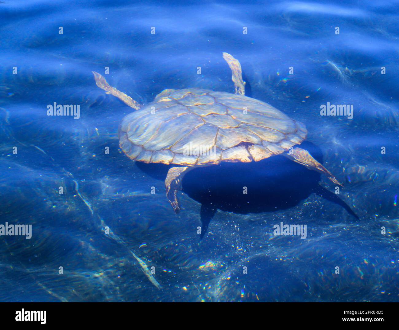 A picture of a protected sea turtle in the water. These turtles need ...