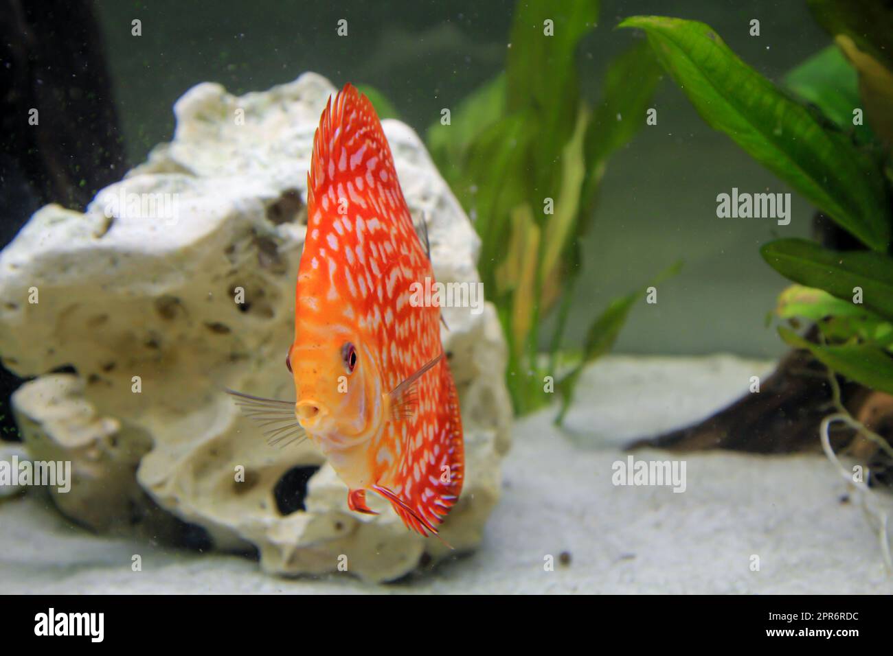 A discus fish, cichlid in an Amazon aquarium Stock Photo - Alamy
