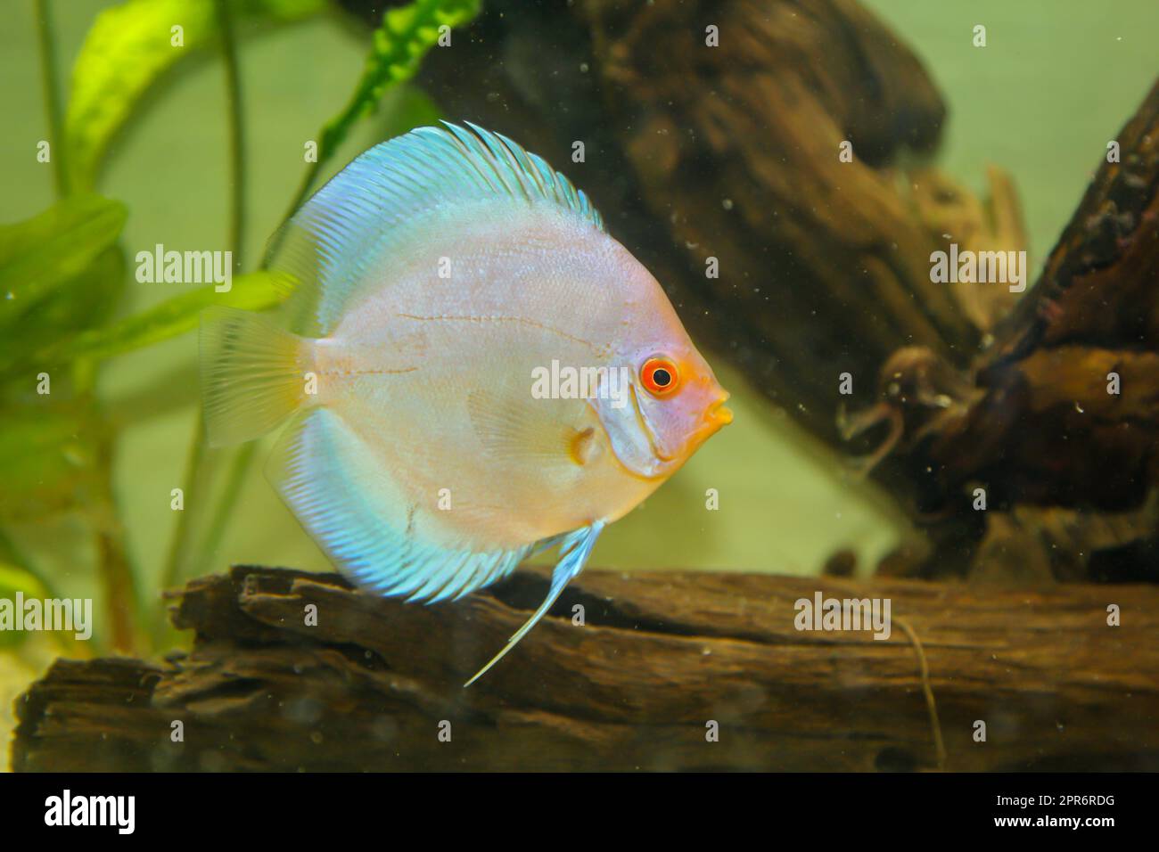 A discus fish, cichlid in an Amazon aquarium Stock Photo - Alamy