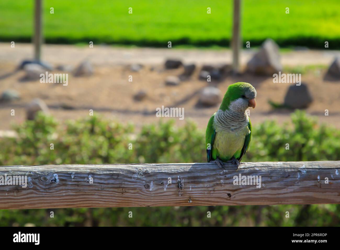 Rich parakeet hi-res stock photography and images - Alamy