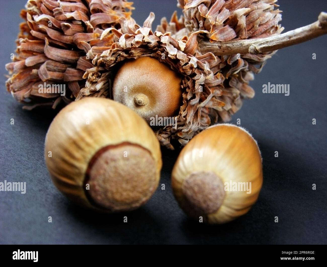 Acorn, the nut fruit of the oak (Quercus Stock Photo - Alamy