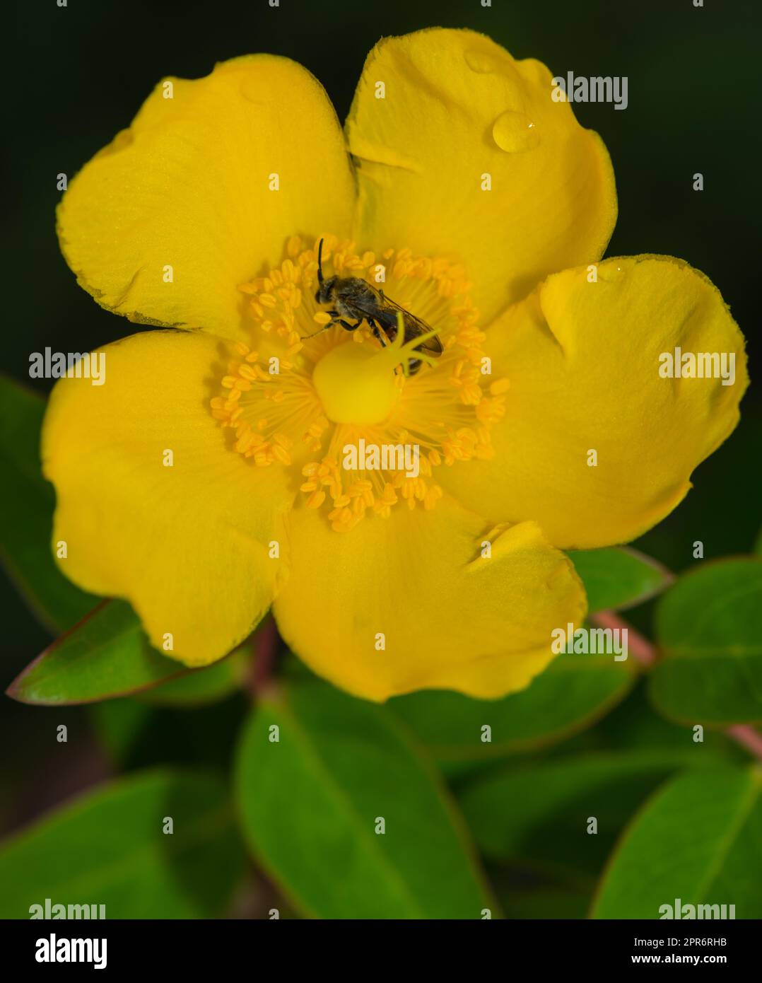 Busy bee hi-res stock photography and images - Alamy