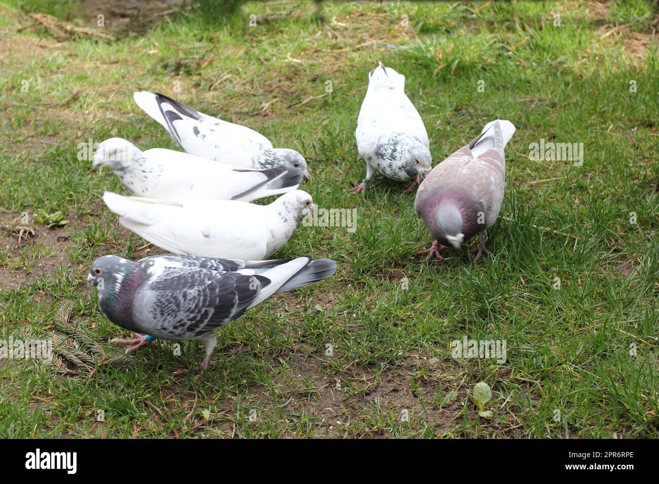 Stadttaube City pigeon (Columba livia forma domestica Stock Photo - Alamy