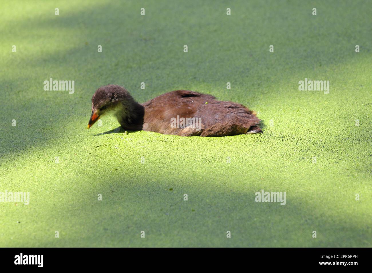 Ente hi-res stock photography and images - Alamy