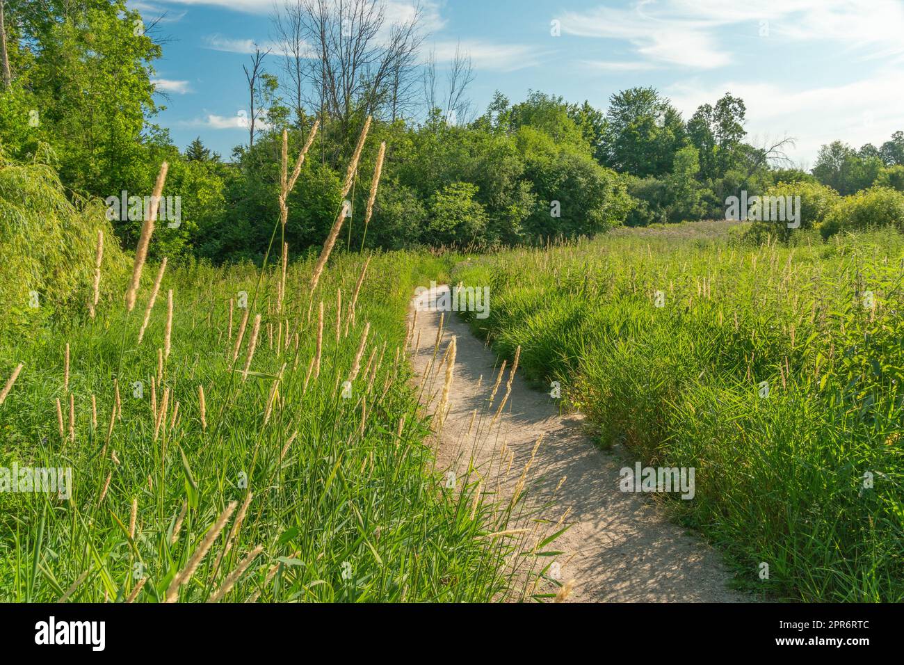 Tall grasses on a green field with wildflowers in bloom Stock Photo - Alamy