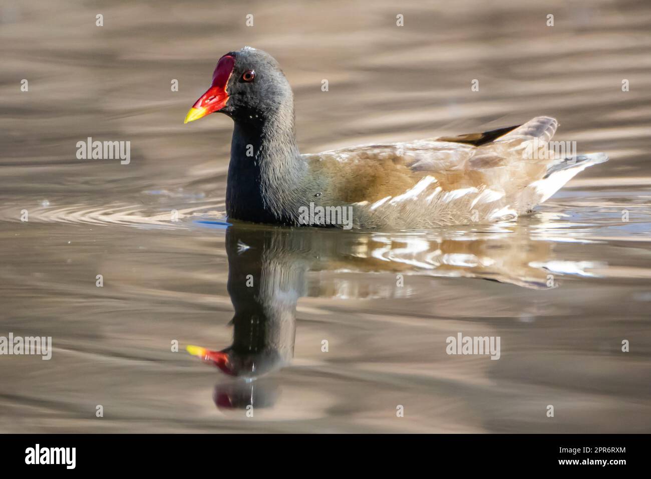 The common moorhen (Gallinula chloropus) or swamp chicken Stock Photo ...