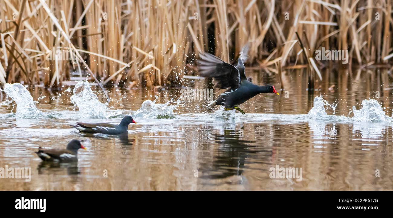 Swamp chicken hi-res stock photography and images - Alamy