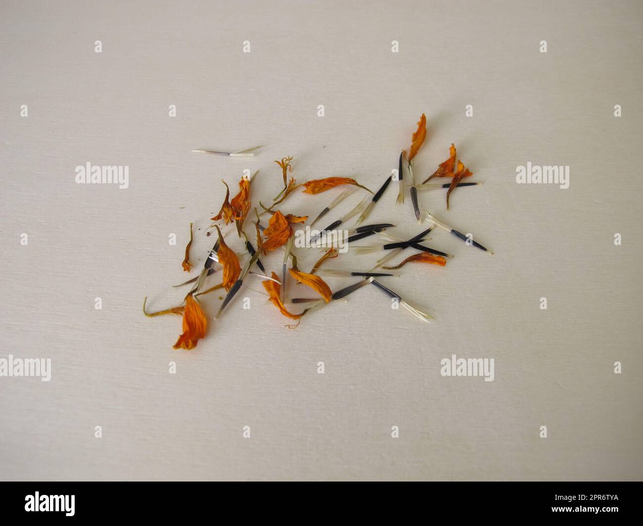 Marigold seeds hi-res stock photography and images - Alamy