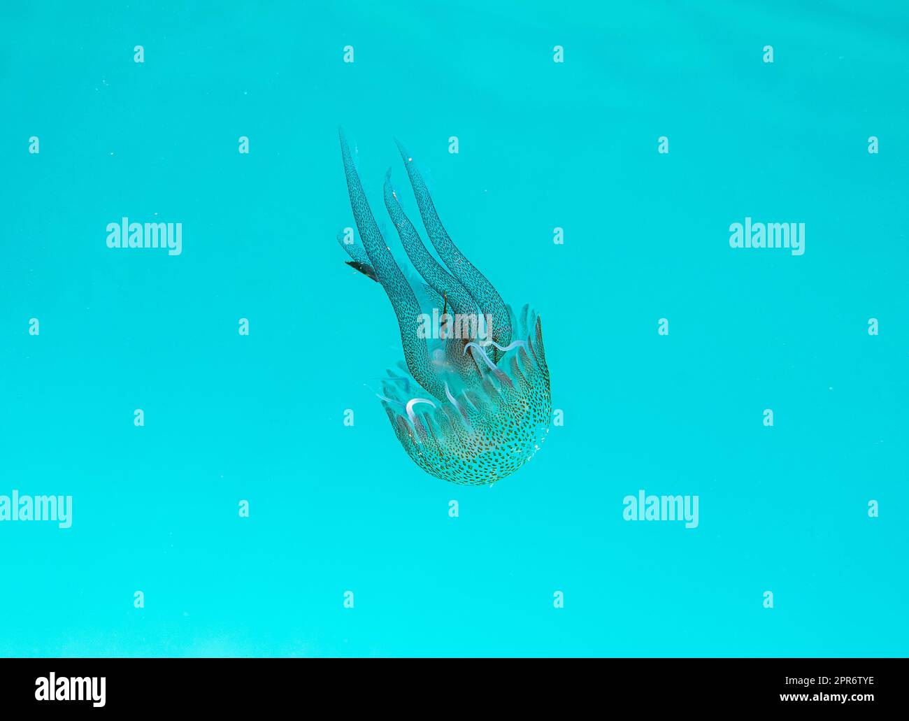 Deep sea float fish hi-res stock photography and images - Alamy