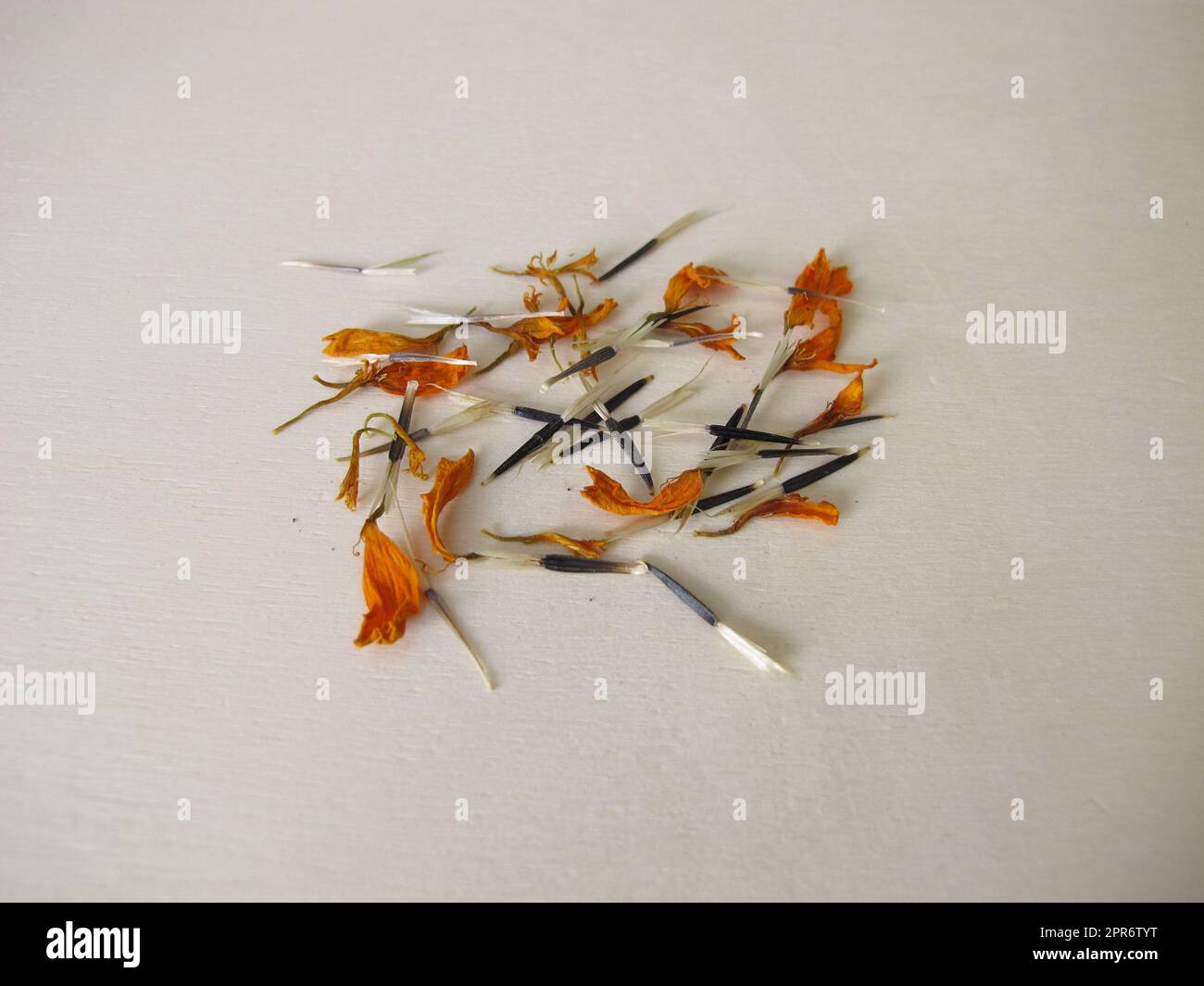 Marigold seeds hi-res stock photography and images - Alamy