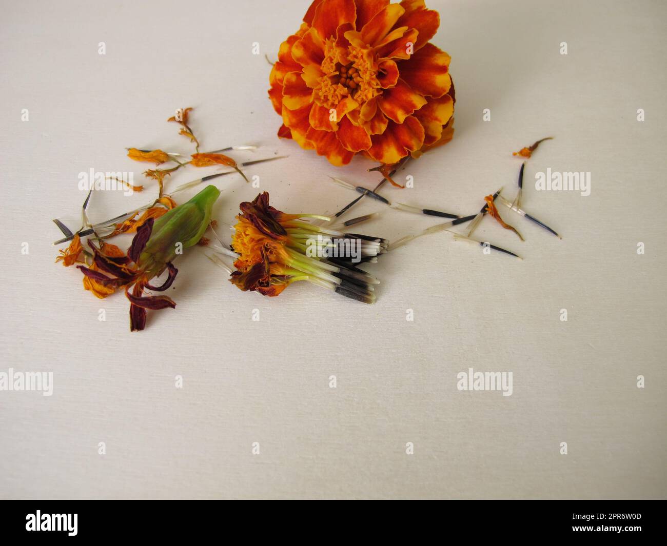 Marigold seeds hi-res stock photography and images - Alamy