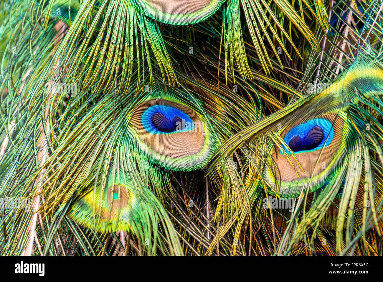 Peacock tail feathers background Stock Photo - Alamy