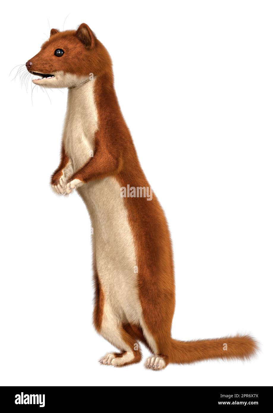 3D rendering of a brown weasel isolated on white background Stock Photo ...