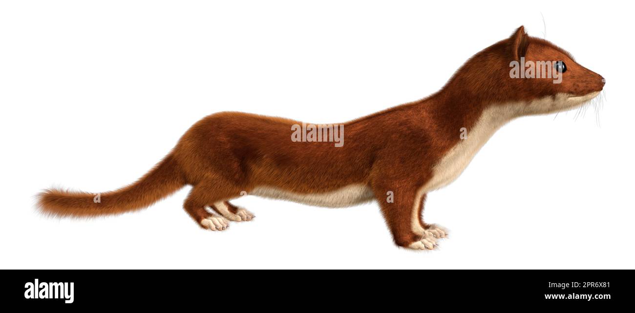 3D rendering of a brown weasel isolated on white background Stock Photo ...