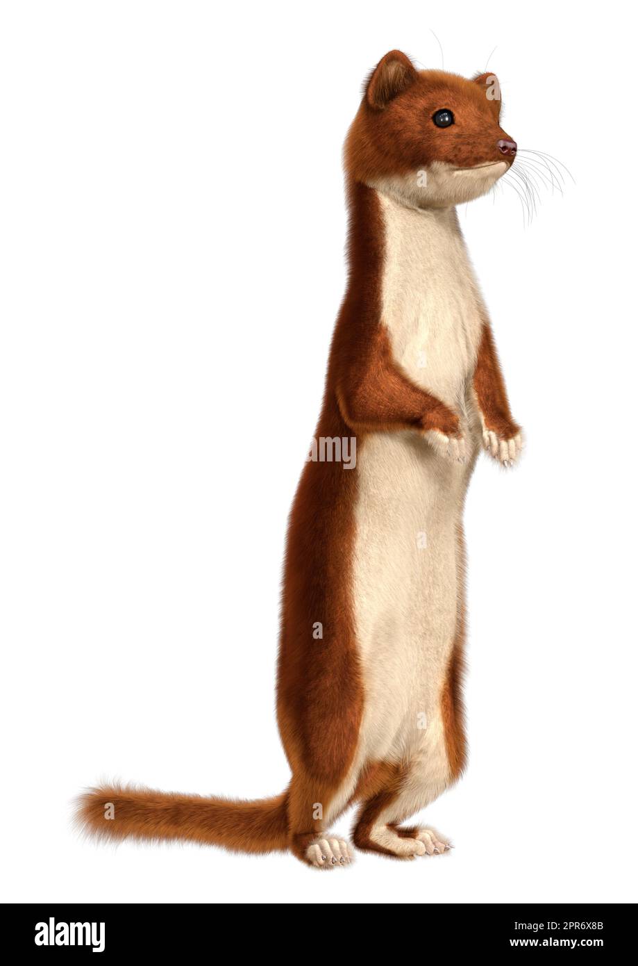 3D rendering of a brown weasel isolated on white background Stock Photo ...