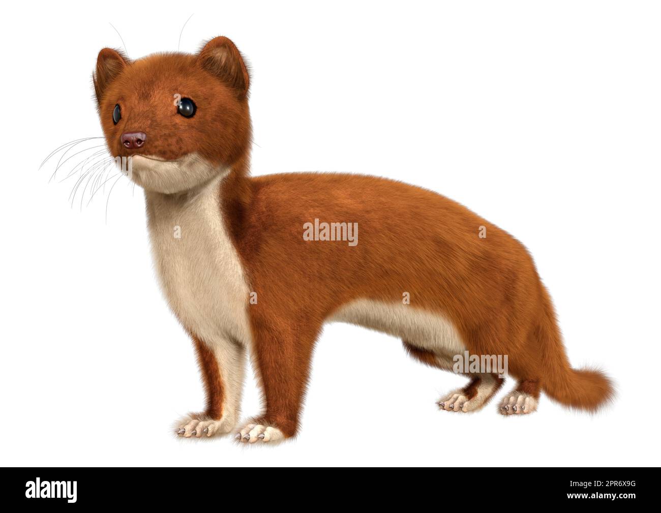 3D rendering of a brown weasel isolated on white background Stock Photo ...