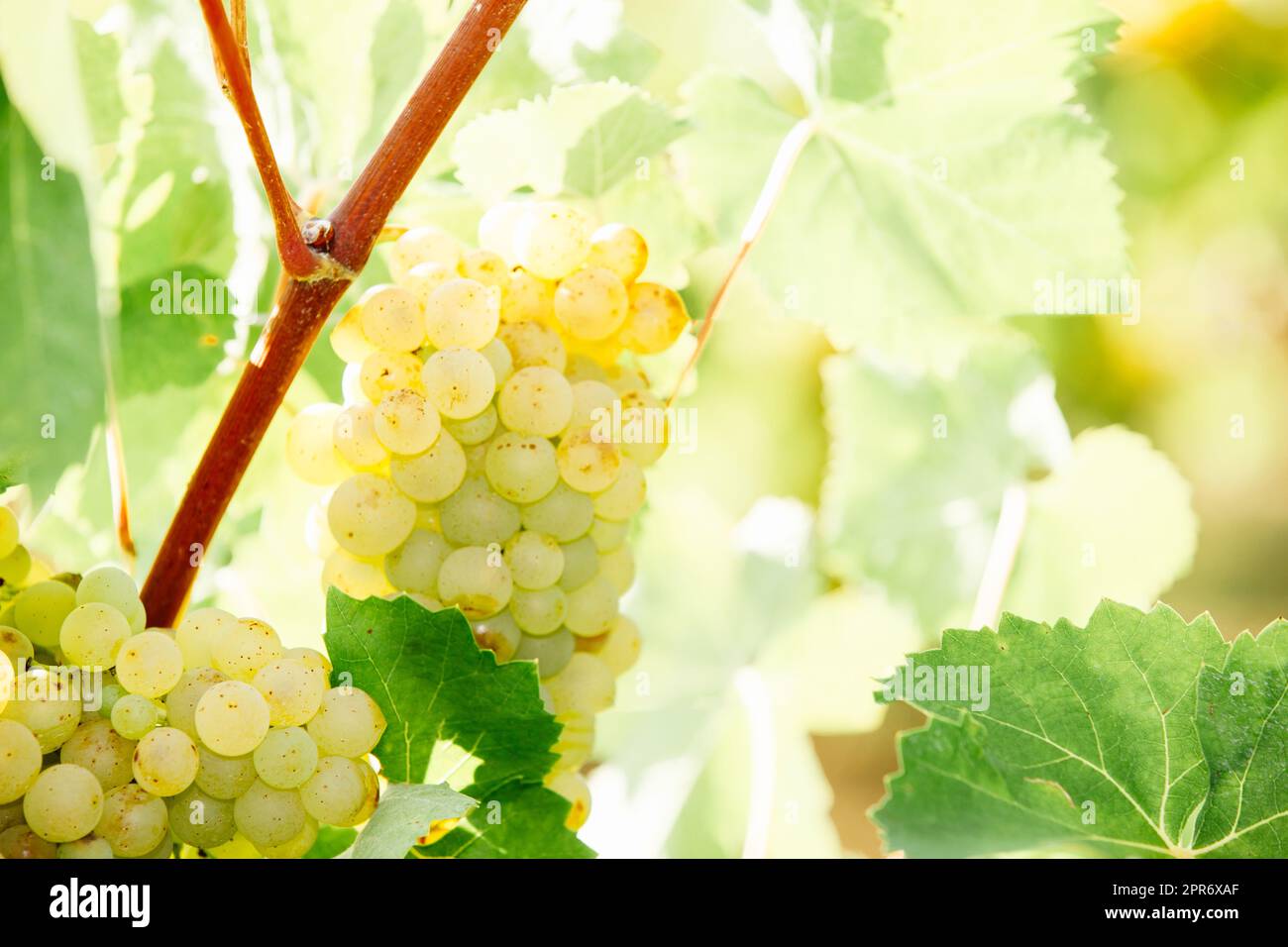 White wine grape harvest in hi-res stock photography and images - Alamy