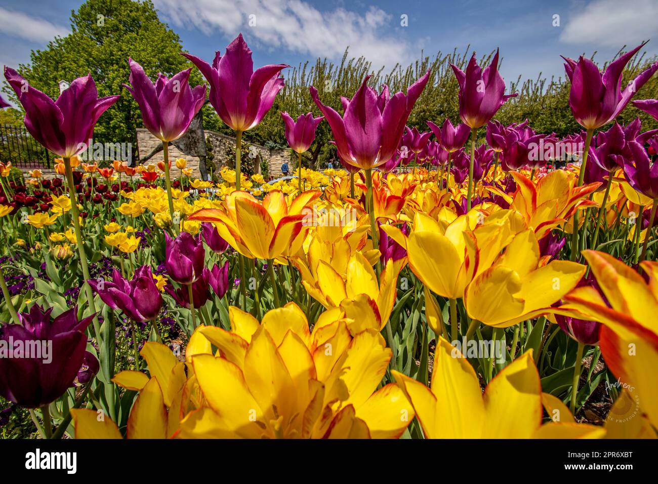 Eye Level View of Tulip Wonders Stock Photo - Alamy