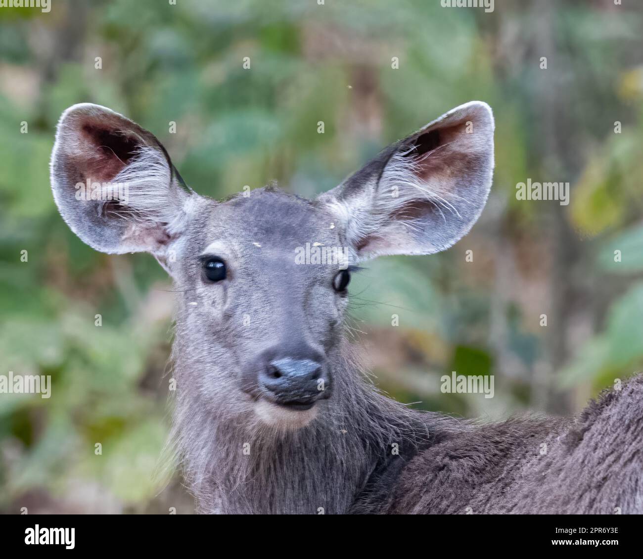 A Sambar with a close up Stock Photo - Alamy