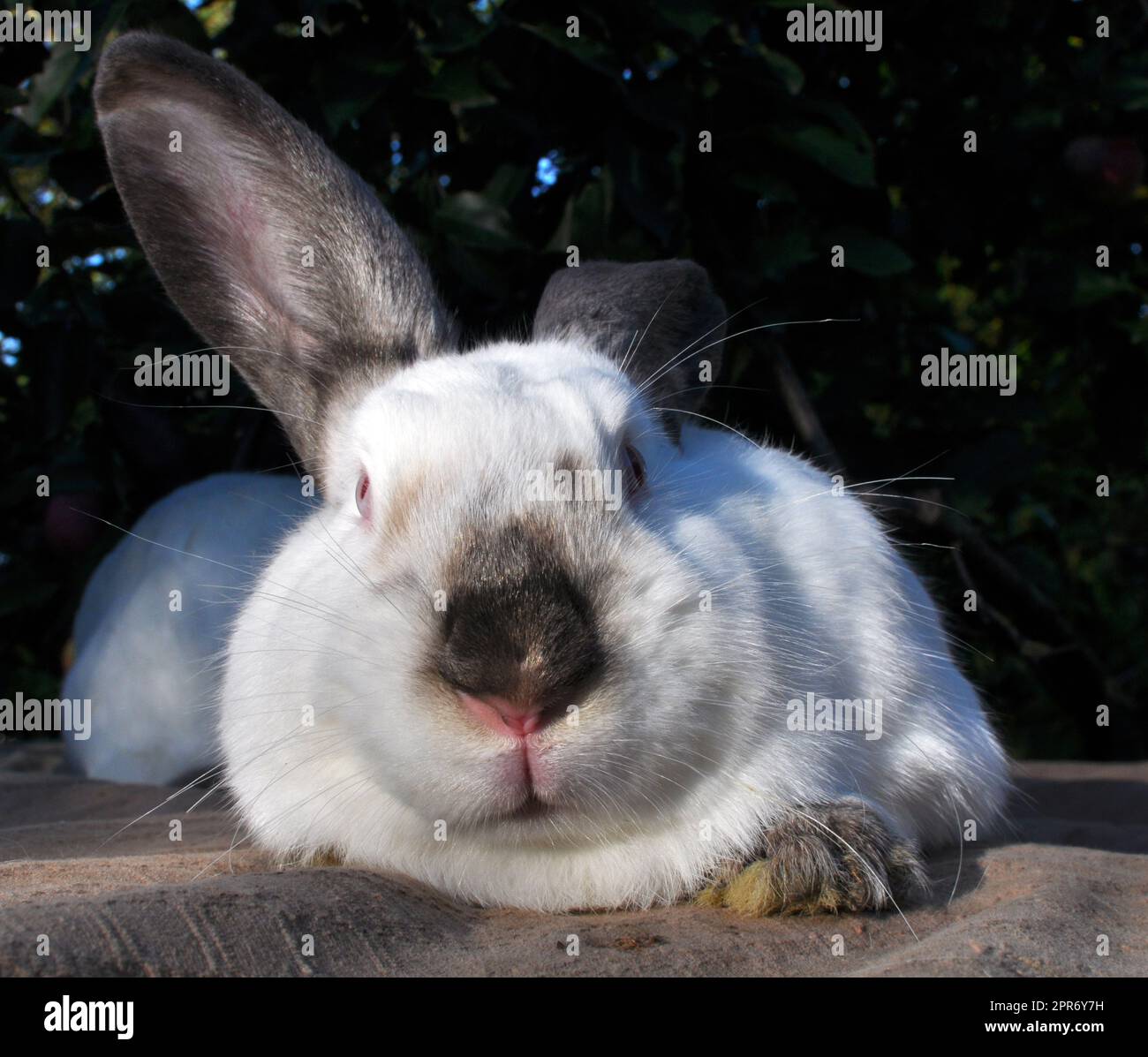 An adult rabbit of the Californian breed Stock Photo - Alamy