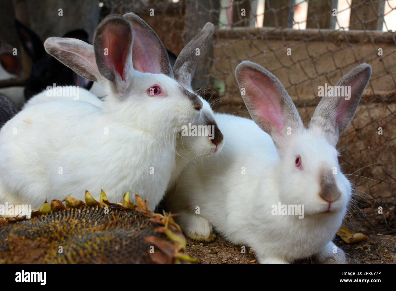 Domestic rabbits raised for their own needs in a private village yard ...