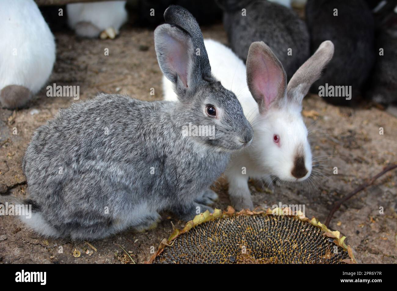 Domestic rabbits raised for their own needs in a private village yard ...