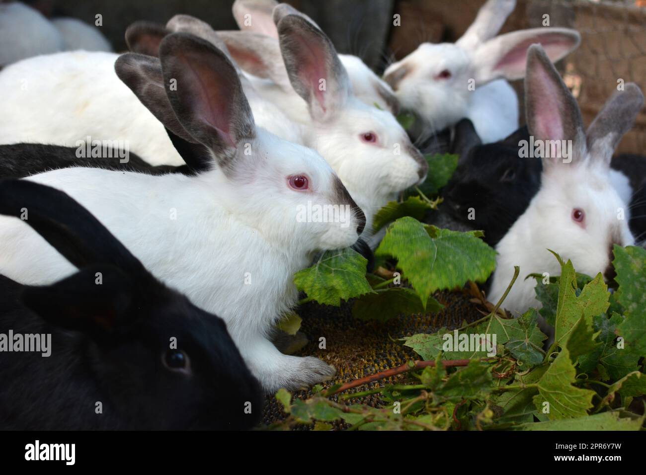 Domestic rabbits raised for their own needs in a private village yard ...