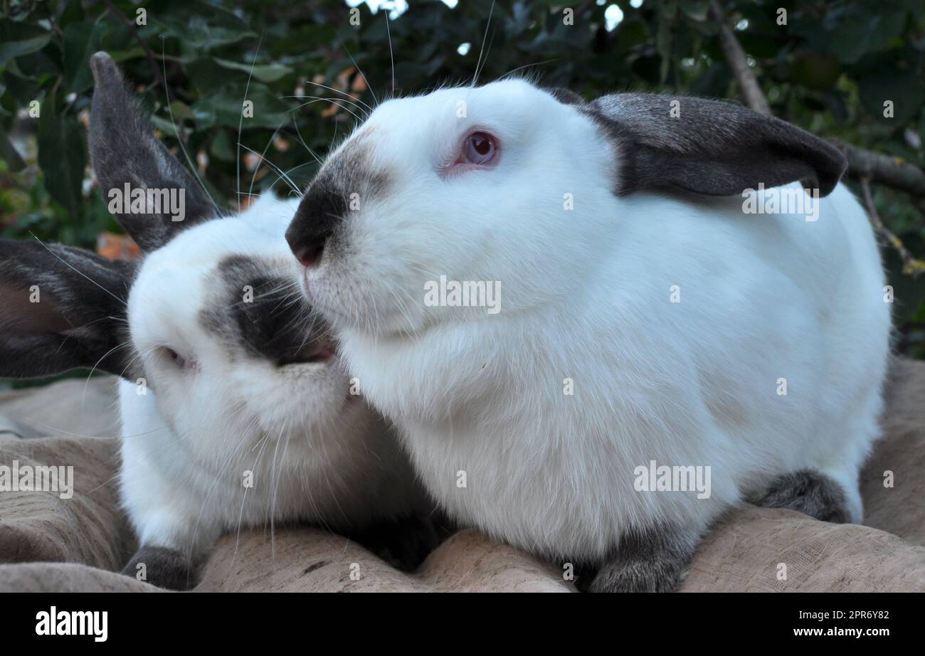 An adult rabbit of the Californian breed Stock Photo - Alamy
