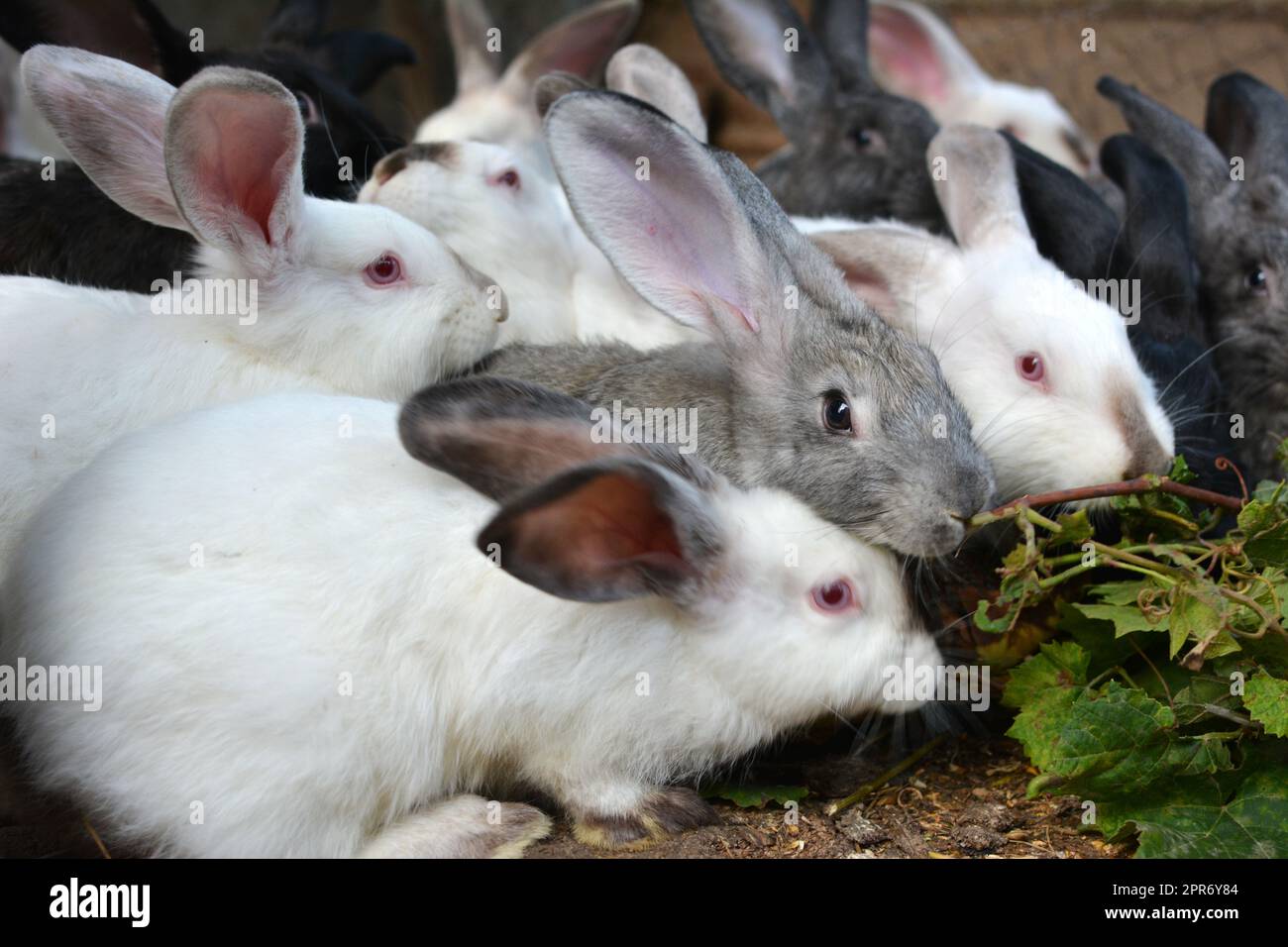 Domestic rabbits raised for their own needs in a private village yard ...
