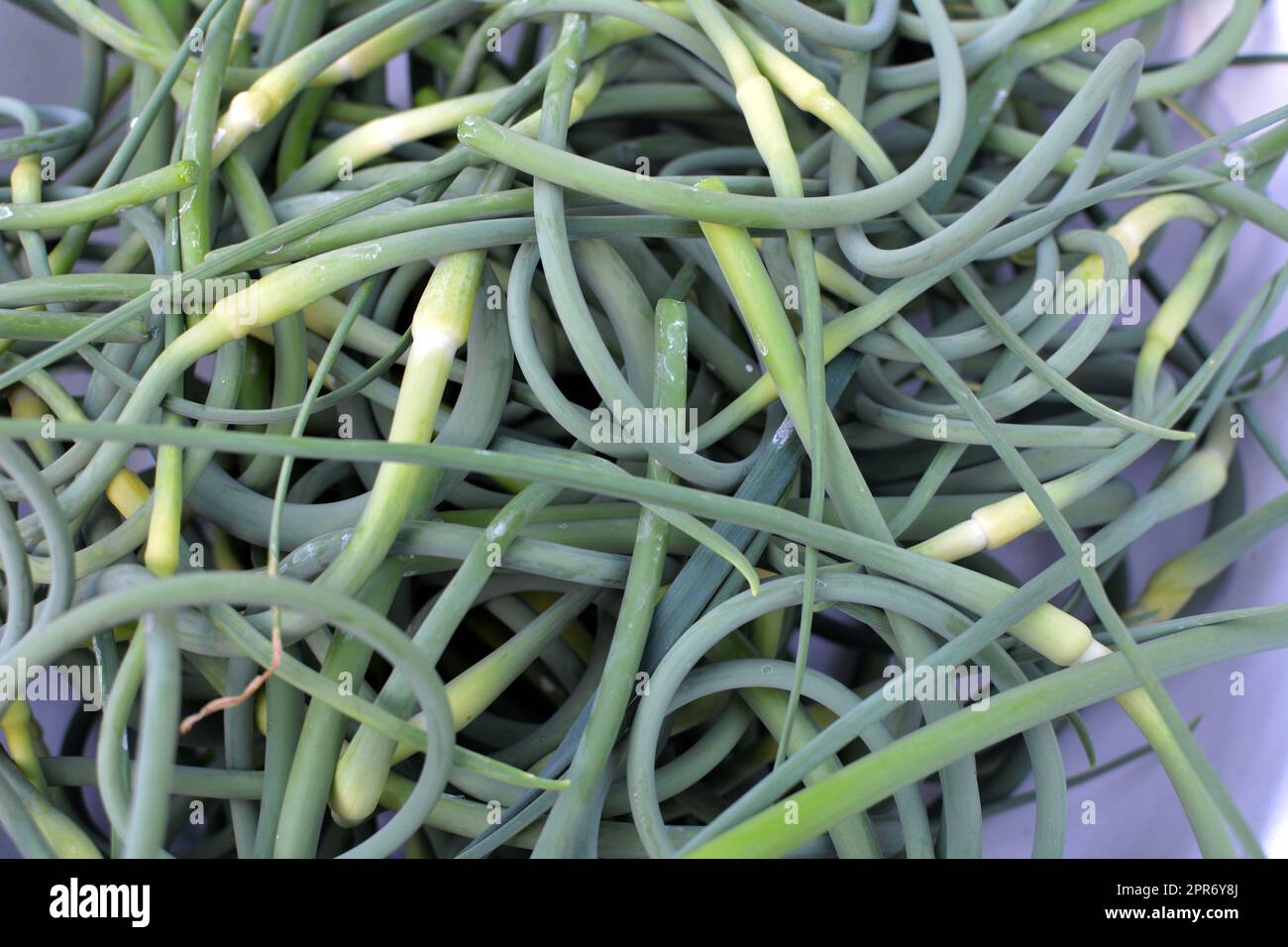 In the pile are young harvested garlic arrows Stock Photo - Alamy