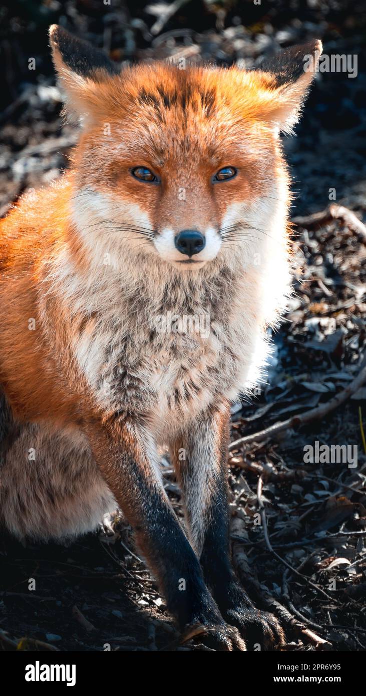 A vertical closeup of a furry fox looking at the camera Stock Photo - Alamy